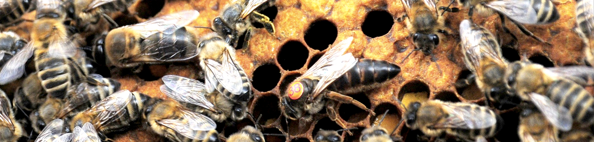 Cycle de vie de la Reine des abeilles - La RucheTic