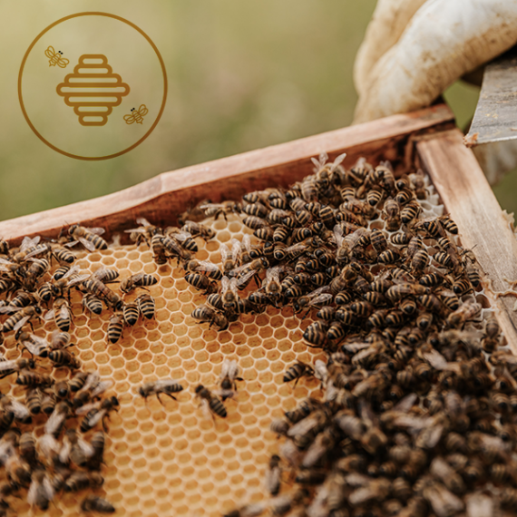 Tout savoir sur la ruche kenyane - La RucheTic