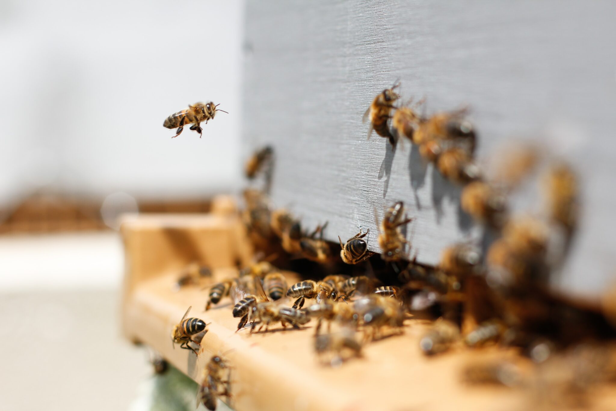 Vente d'Essaims d'abeilles dans Allier - Essaims d'abeilles - La Ruche Tic