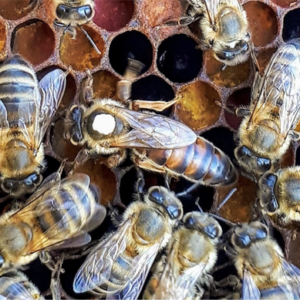 Cycle de vie de la Reine des abeilles - La RucheTic