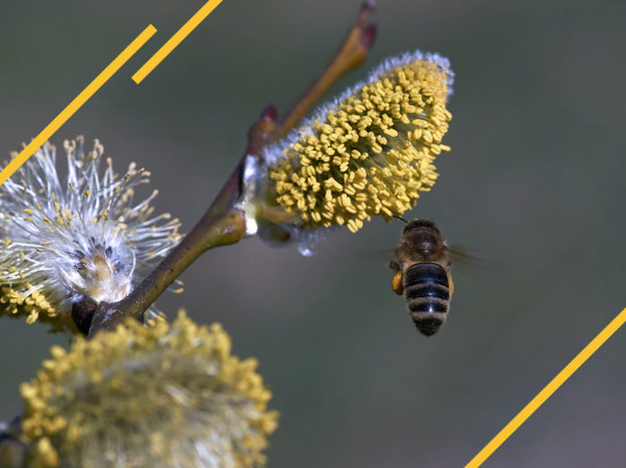Nectar ou plantes mellifères ? - C'est quoi le Nectar ? - La RucheTic