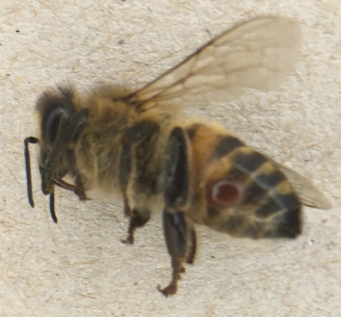 Comment détecter le varroa ? - La RucheTic