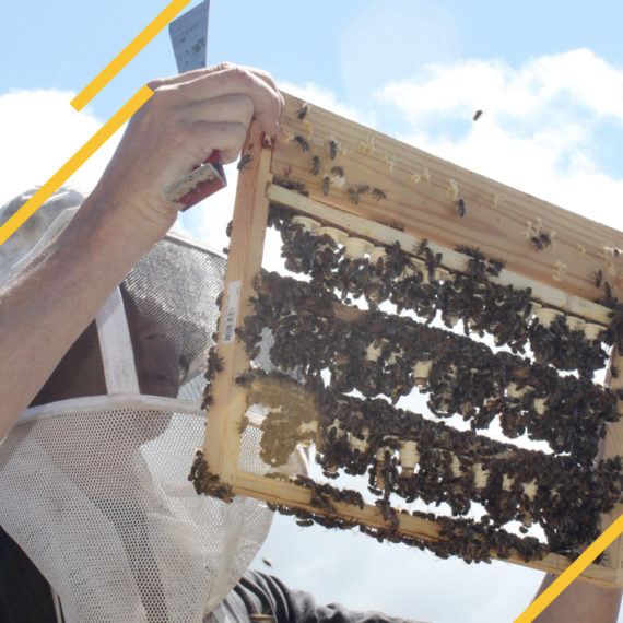 Plan détaillé de la ruche Warré - La RucheTic