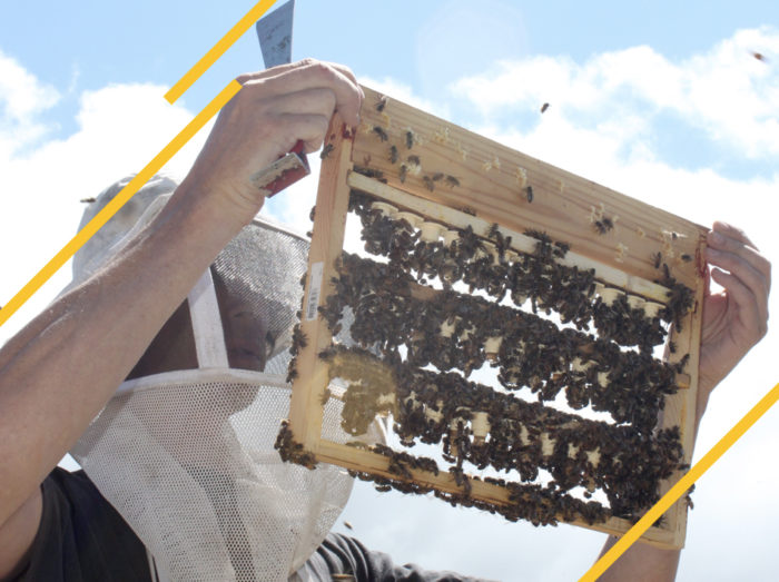 Élevage de reines en apiculture - Notre travail de sélection - La RucheTic