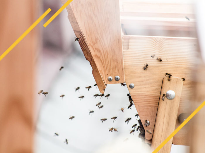 La ruche kényane - Apiculture naturelle - La RucheTic