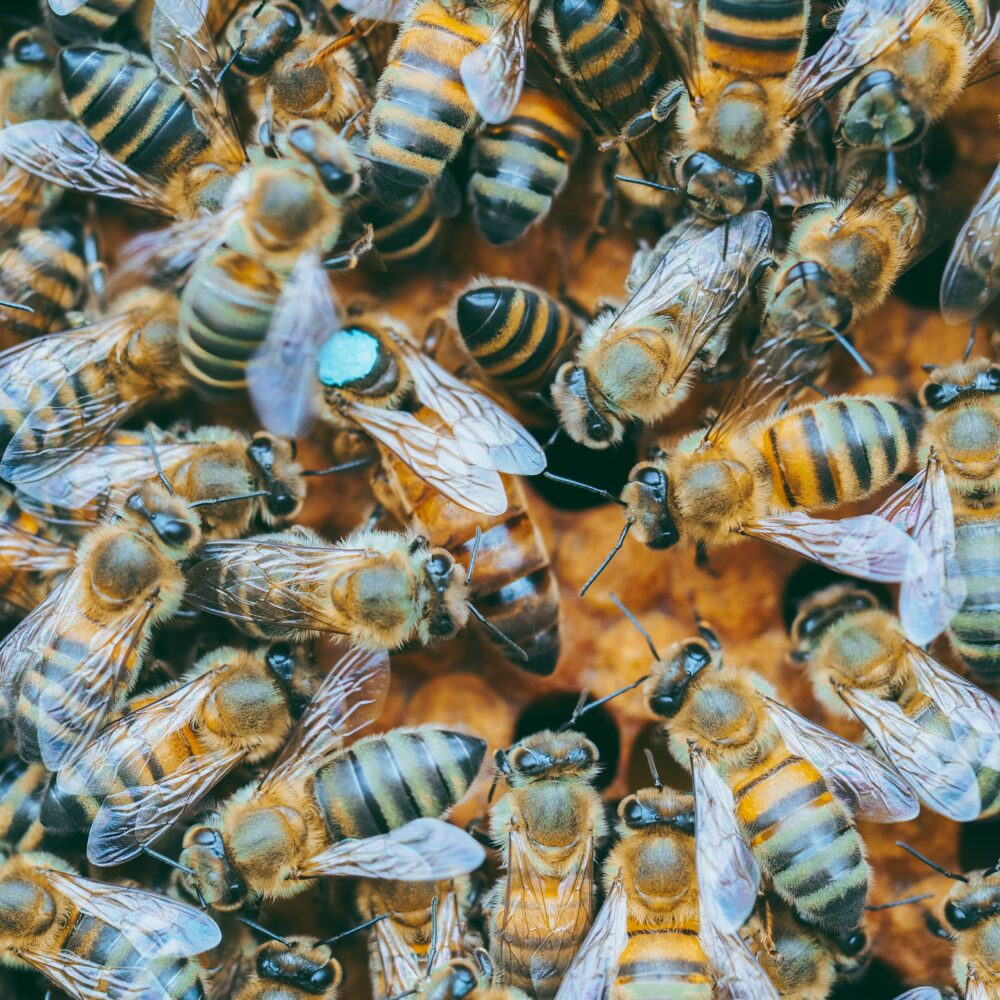 Les différentes races d'abeilles - Comment les choisir ? - La RucheTic