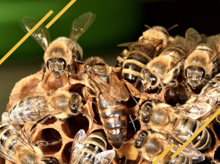 La taille de la reine des abeilles - La RucheTic